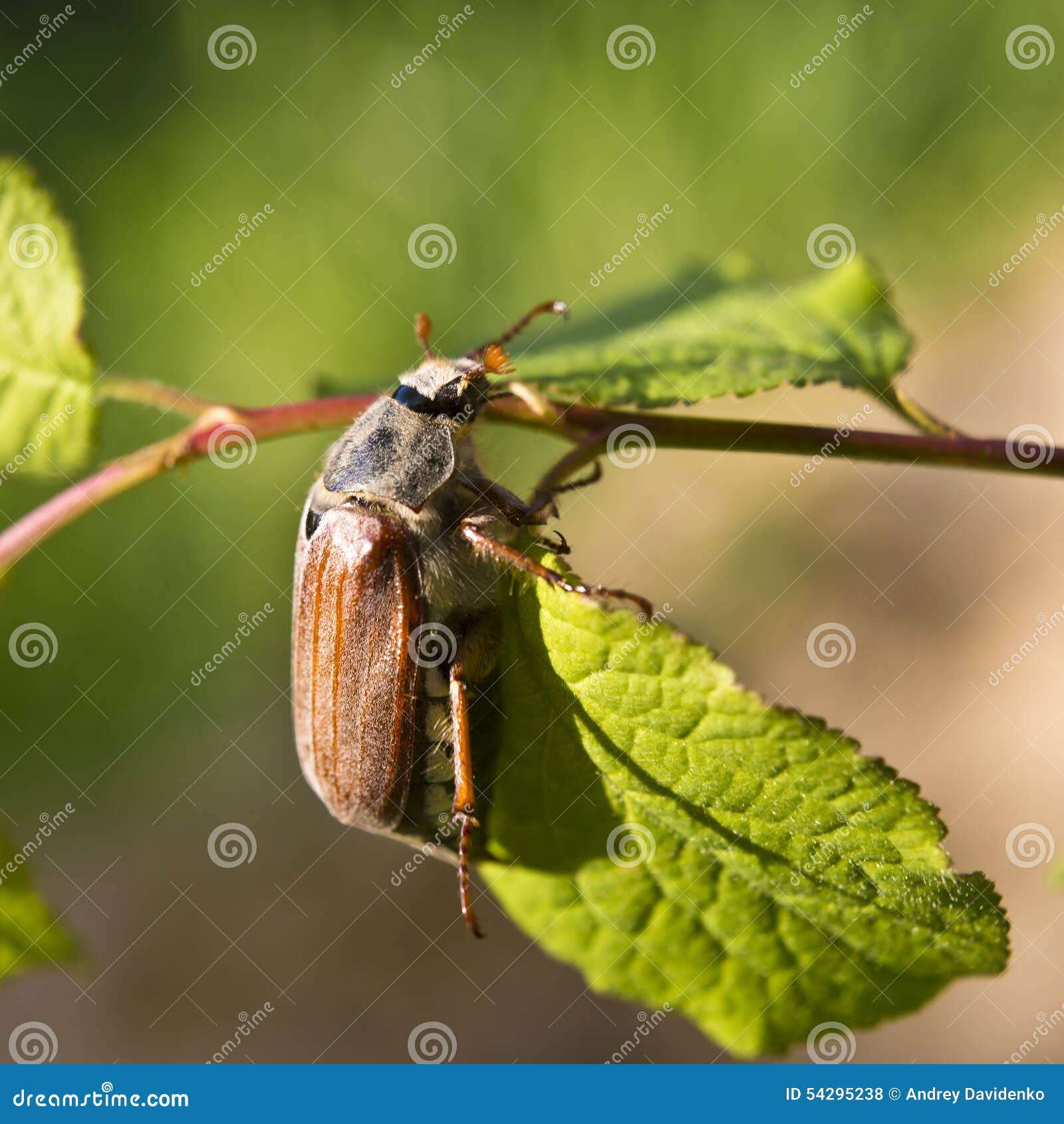 Cockchafer stock photo. Image of wings, pest, beetle - 54295238