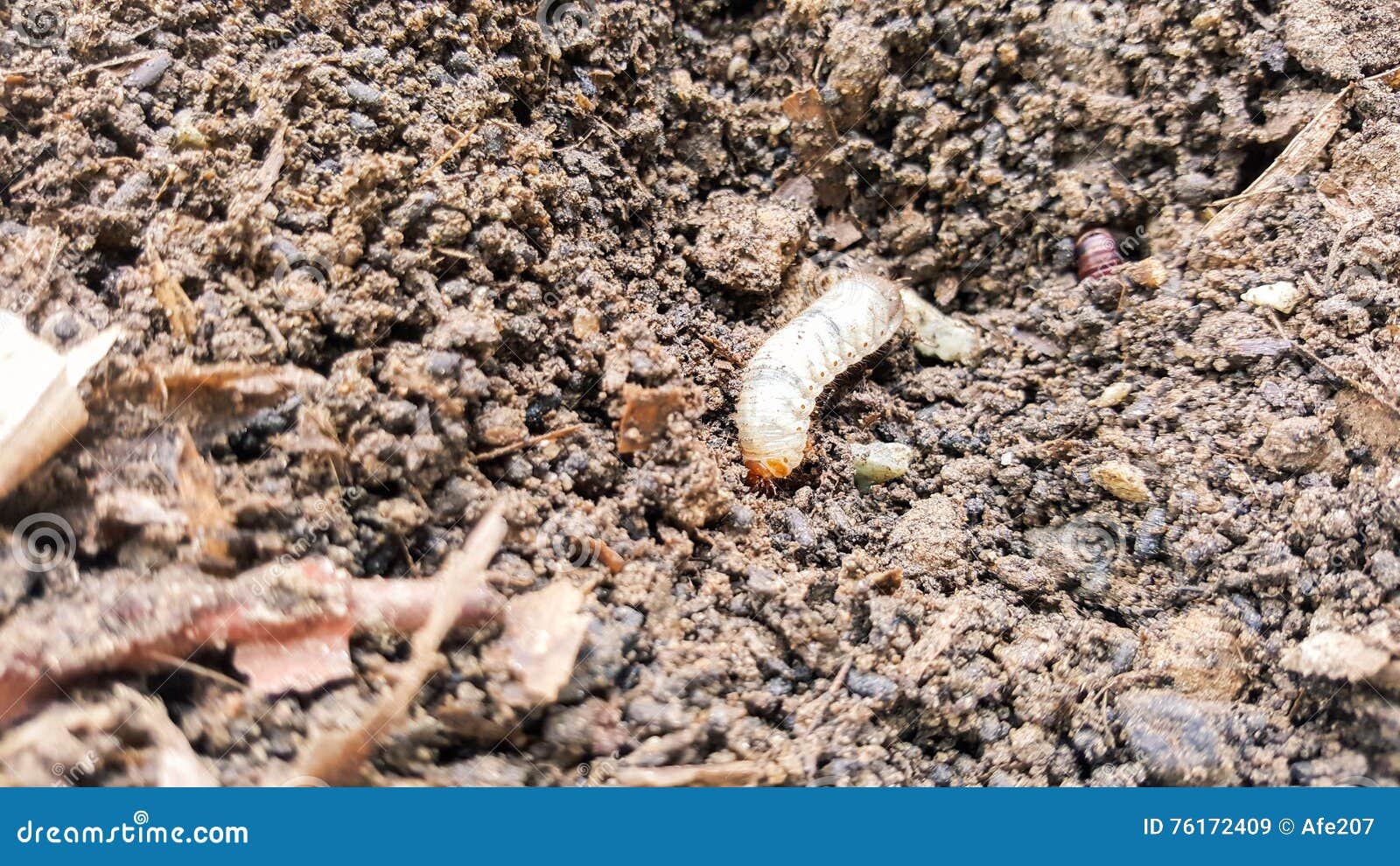 Cockchafer, Worm Insect Life Stock Image - Image of isolated, biology ...