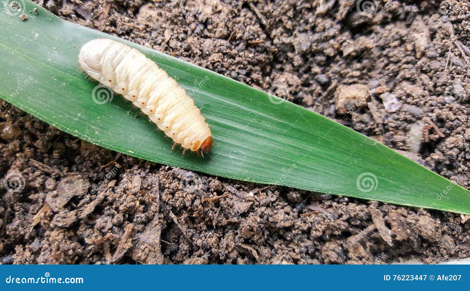 Cockchafer, Worm Insect Life Stock Image - Image of melolontha, leaf ...
