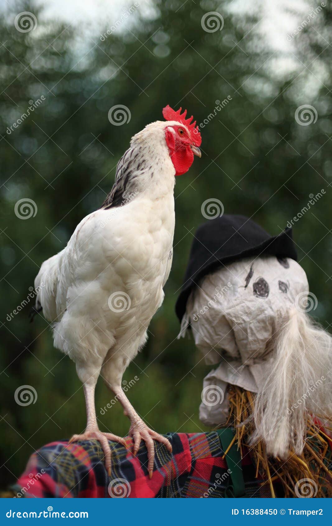 Cockcrow stock photo. Image of farmyard, rural, green - 16388450