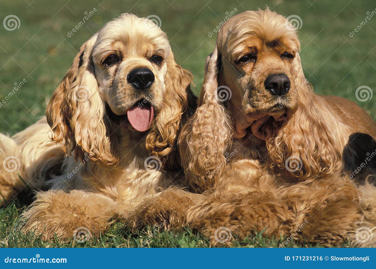 COCKER AMERICAIN stock photo. Image of hunting, front - 171231216