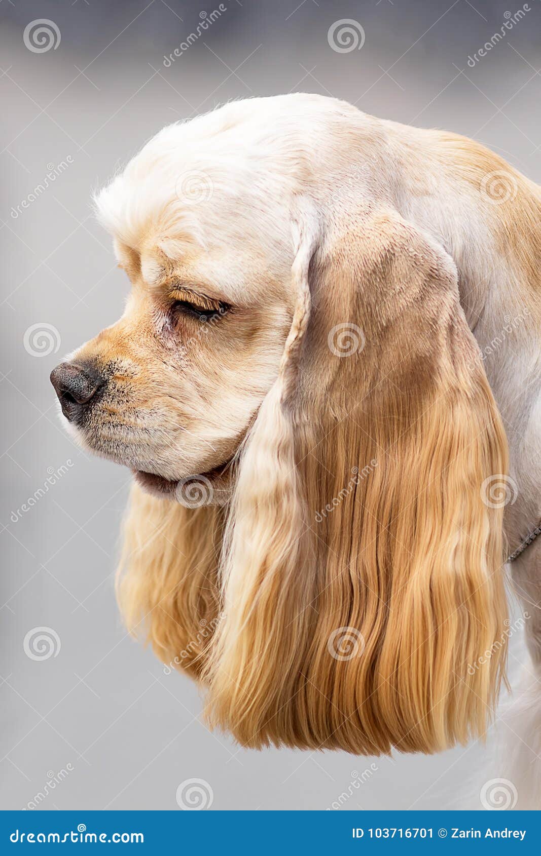 Cocker americano Spaniyel imagen de archivo. Imagen de canino - 103716701