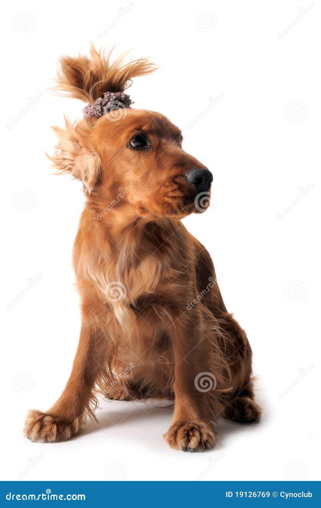 Cocker anglais image stock. Image du verticale, mignon - 19126769