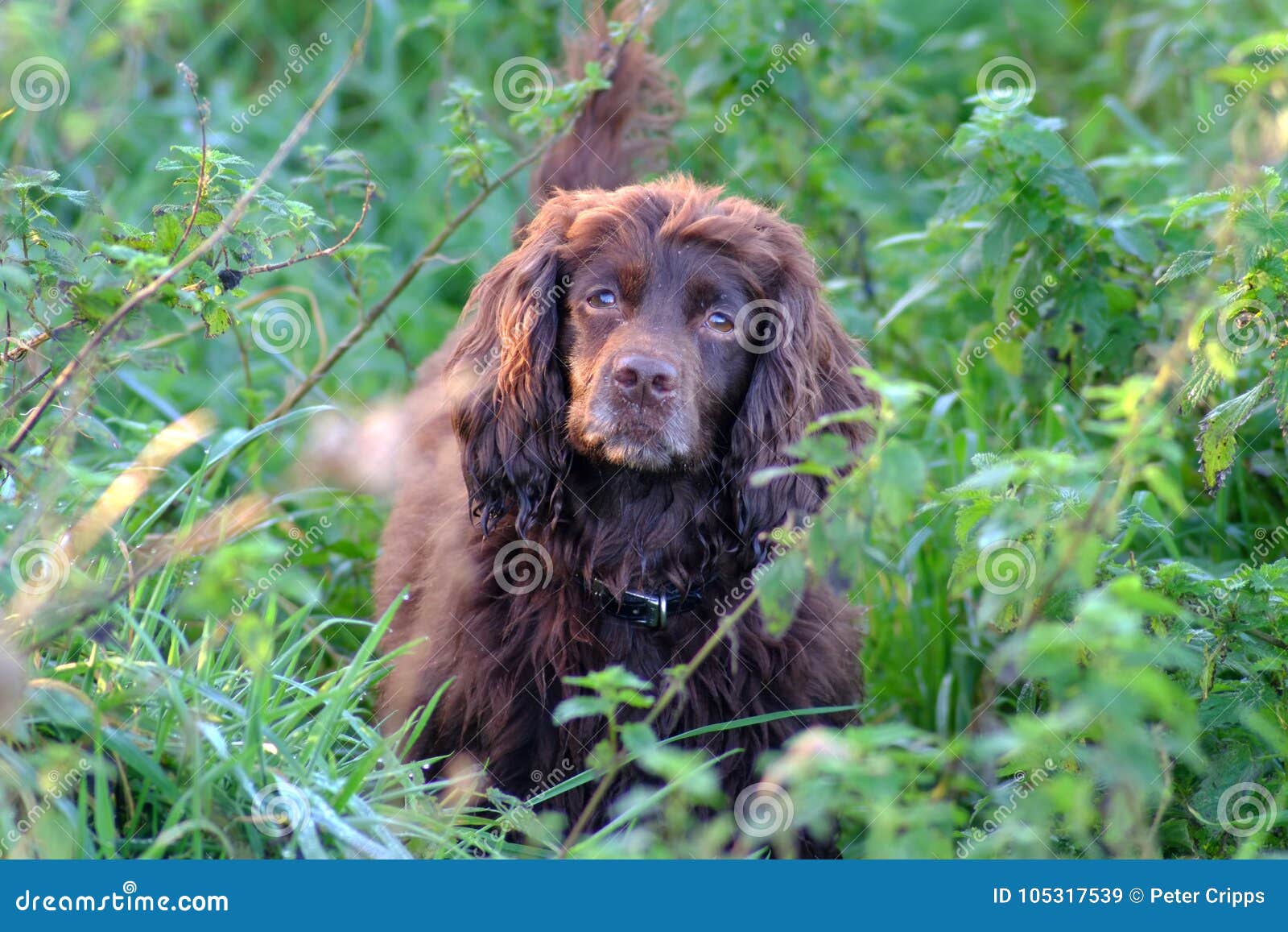Cocker stock image. Image of field, liver, carnivoran - 105317539