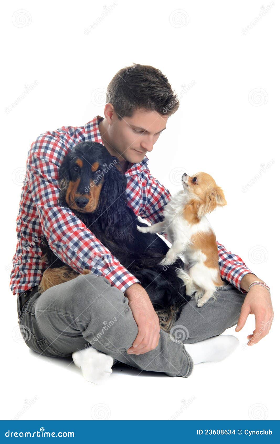 Cocker, chihuahua and man stock photo. Image of black - 23608634