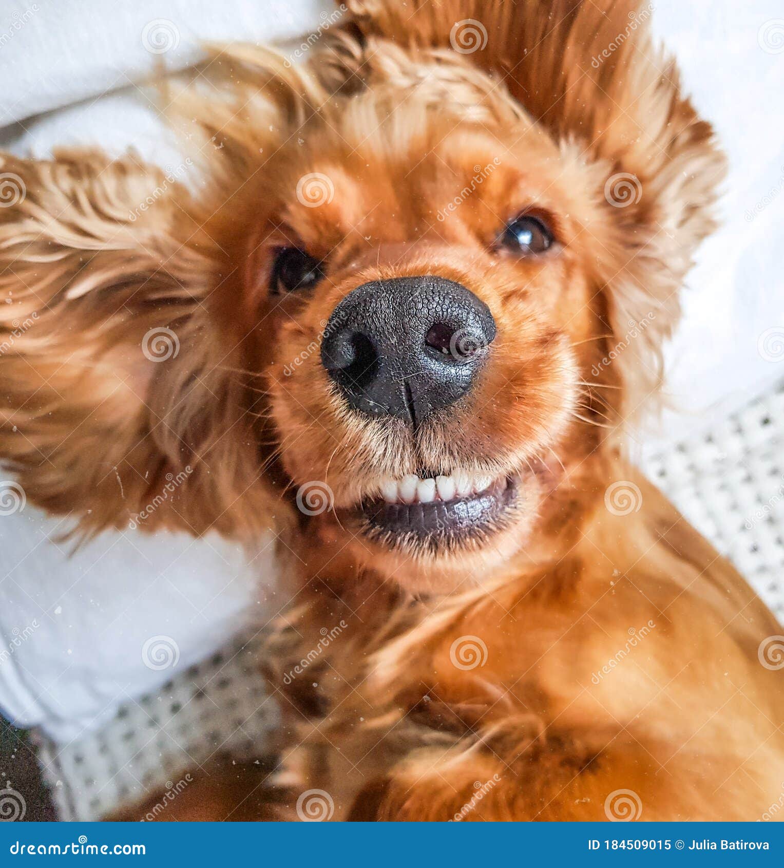 Cocker, Cockerspaniel, Smile, Nose, Stock Image - Image of ...