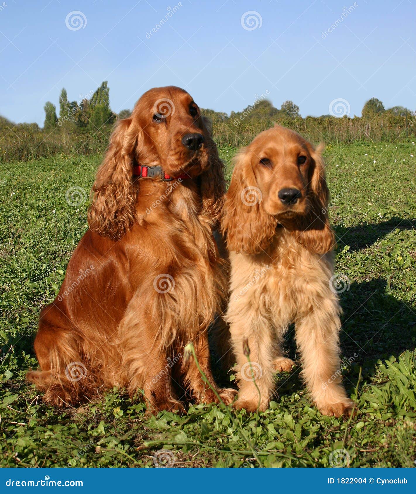 Cocker Di Inglese Della Famiglia Fotografia Stock - Immagine di segugio ...