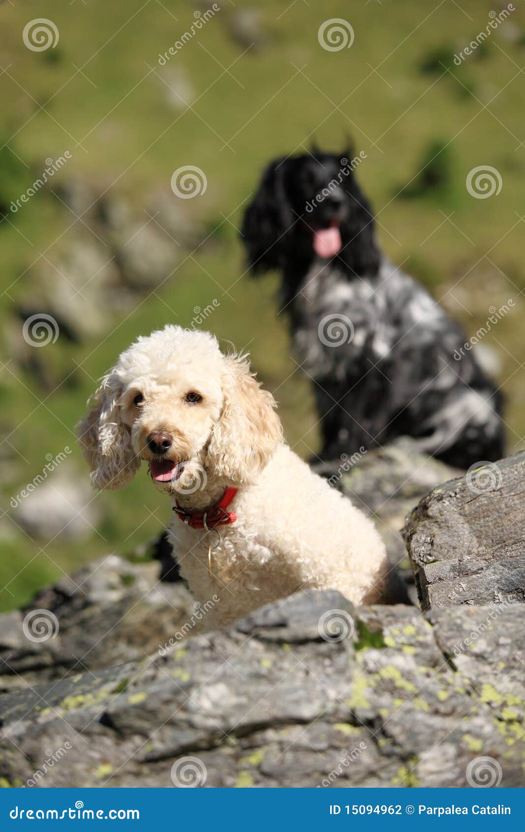769 Poodle Cocker Spaniel Stock Photos - Free & Royalty-Free Stock ...