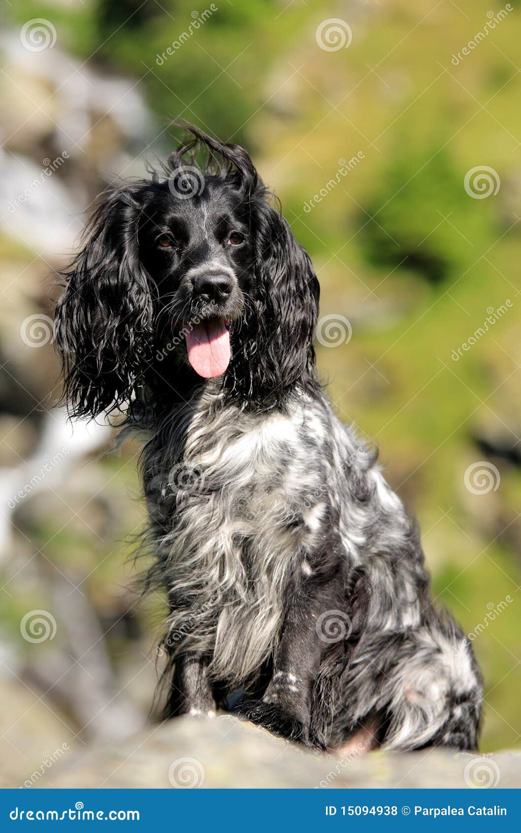 Cocker preto e cinzento foto de stock. Imagem de coquetel - 15094938