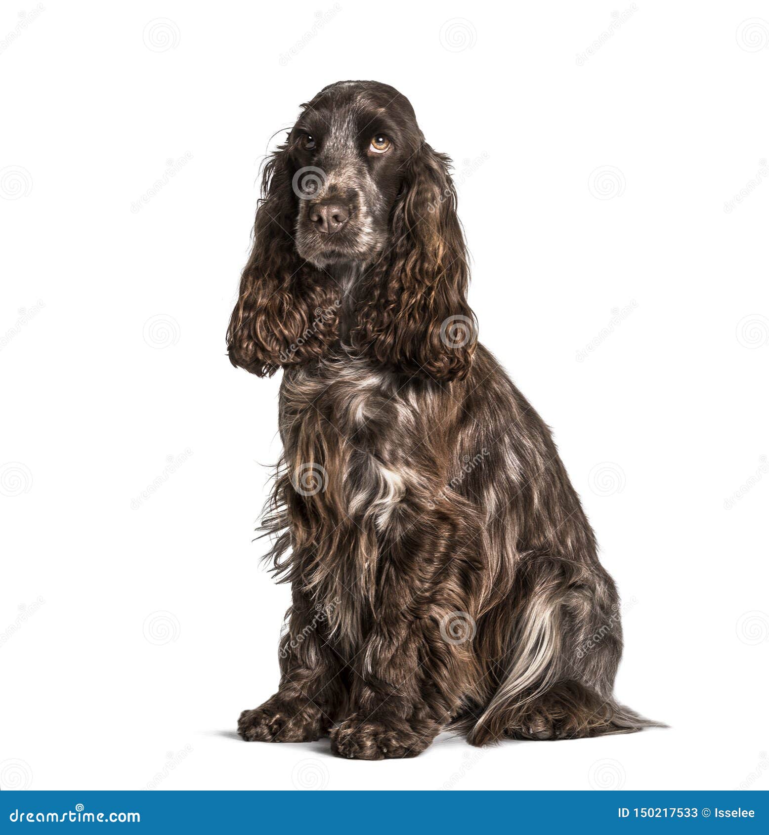Cocker Sitting Against White Background Stock Image - Image of view ...