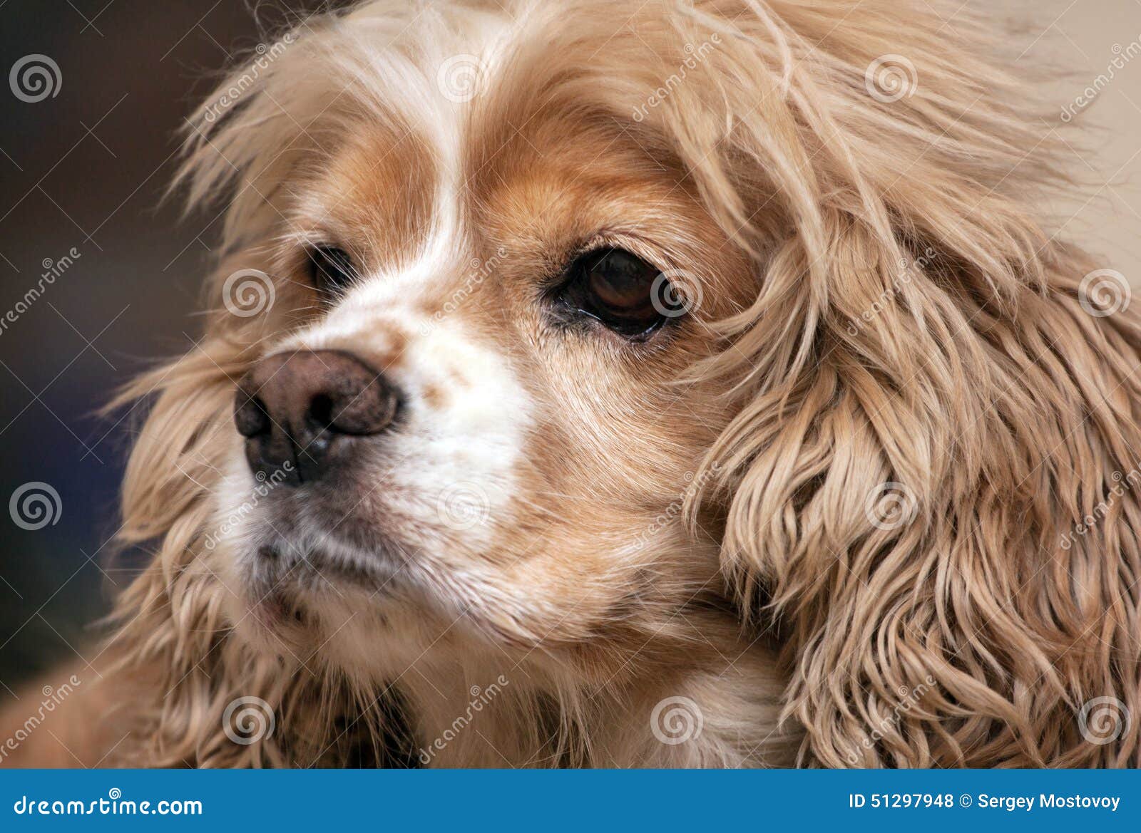 Cocker spanie stock photo. Image of breed, friend, cocker - 51297948