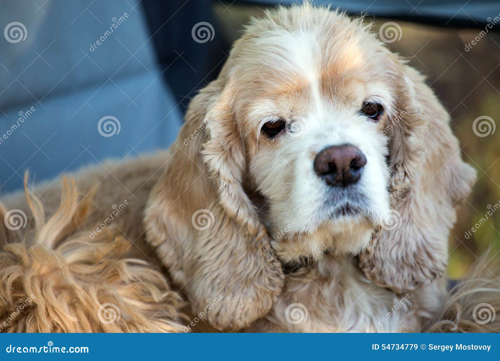 Cocker spanie stock image. Image of eyes, canine, head - 54734779