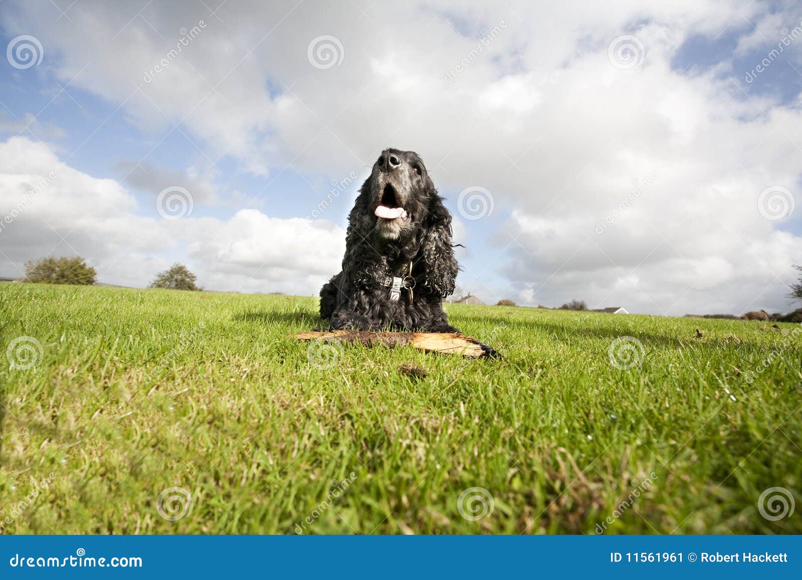 Cocker Spaniel stock image. Image of black, resting, grass - 11561961