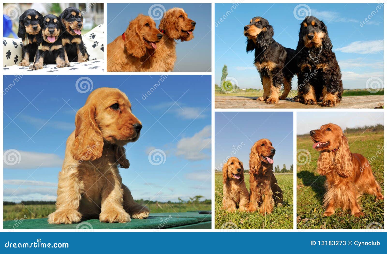 Cocker spaniel stock image. Image of dogs, young, nature - 13183273