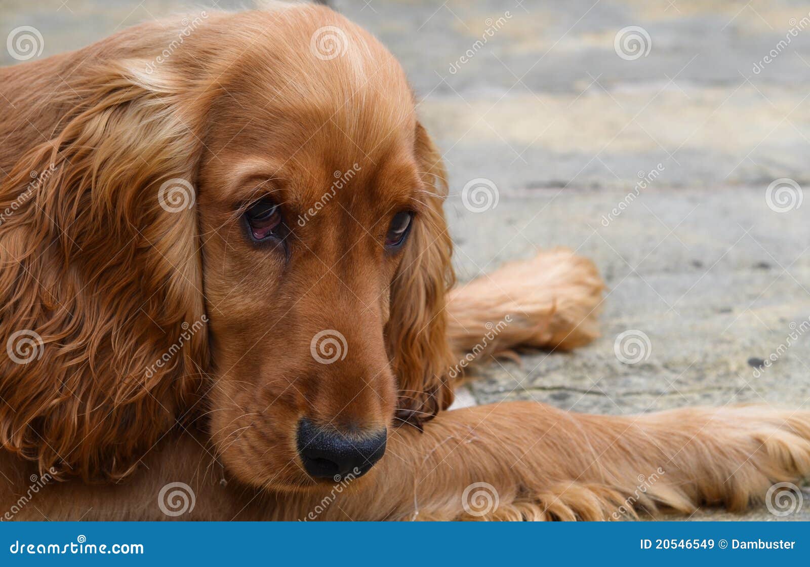 Cocker Spaniel stock image. Image of show, young, shoot - 20546549