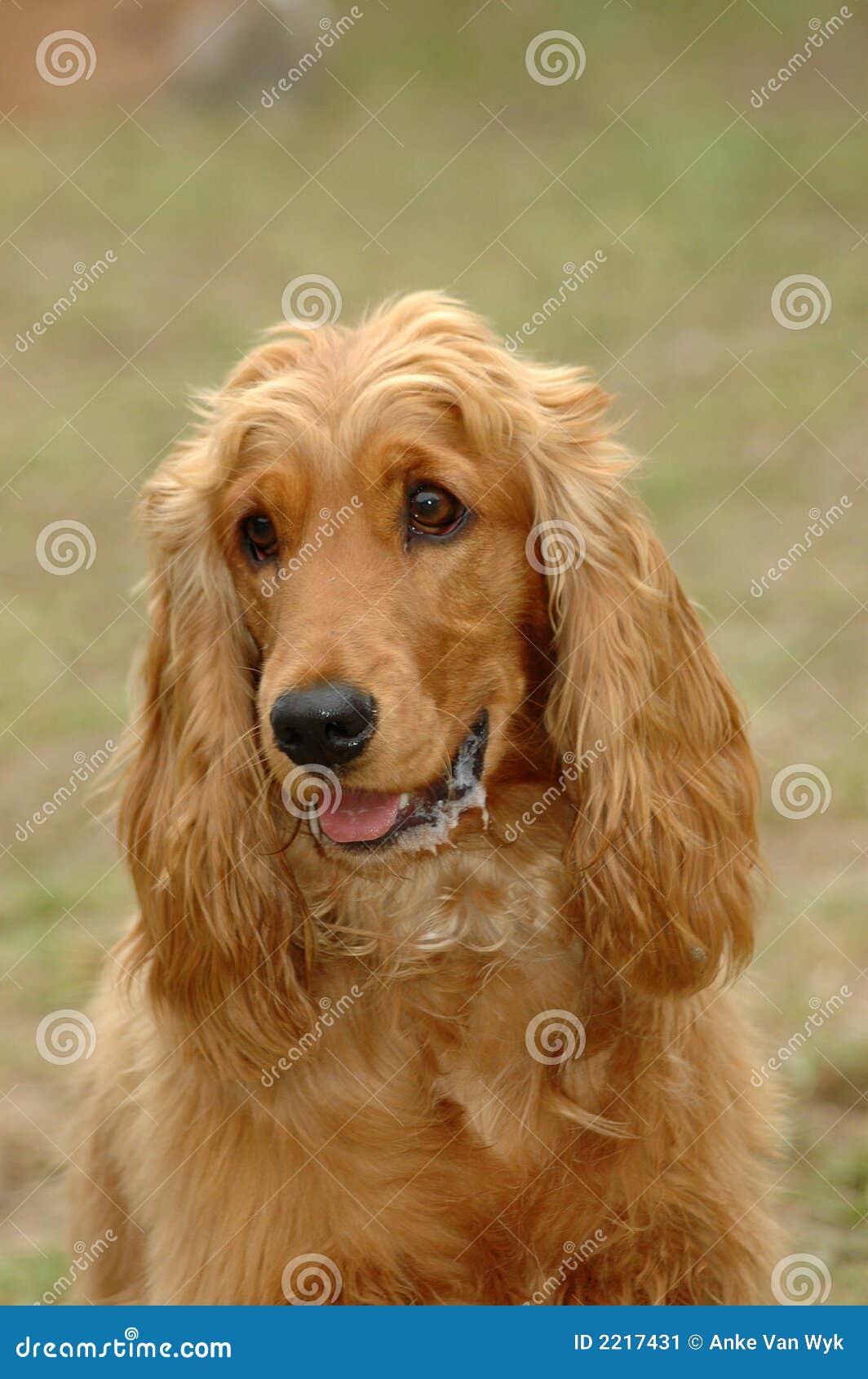 Cocker Spaniel stock image. Image of doggies, head, doggy - 2217431