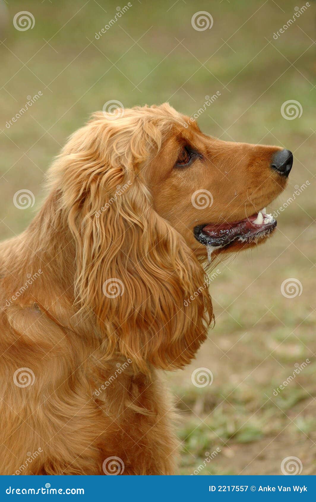 Cocker Spaniel stock image. Image of expressions, alert - 2217557