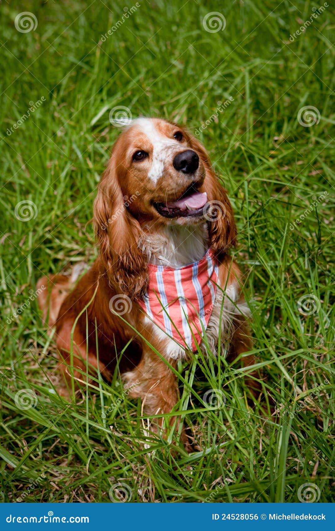 Cocker spaniel stock photo. Image of canniness, hairy - 24528056