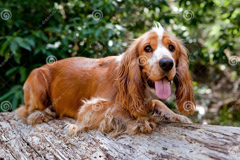 Cocker spaniel stock image. Image of adult, canine, lying - 24528365