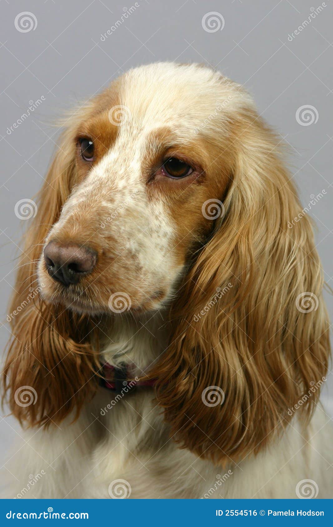 Cocker spaniel stock photo. Image of mutt, animal, love - 2554516