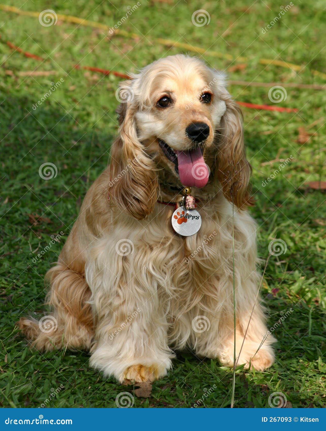 Cocker Spaniel stock image. Image of glossy, scorcher, spaniel - 267093