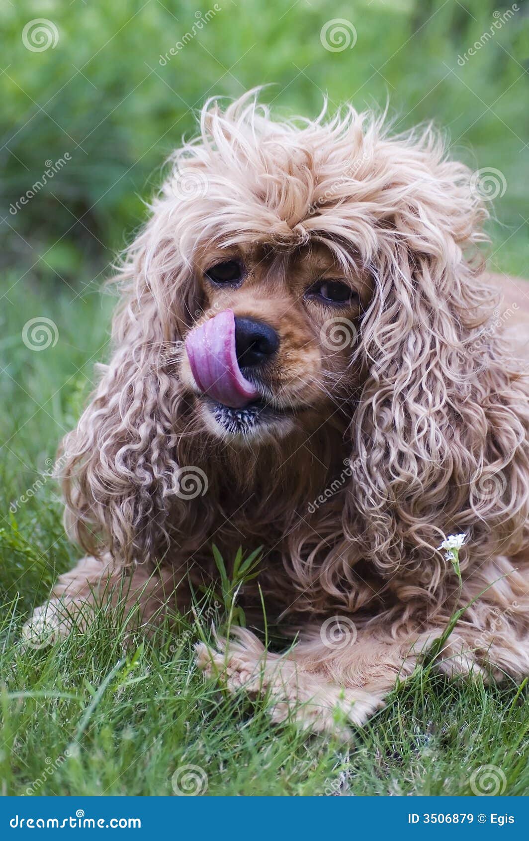 Cocker Spaniel stock image. Image of closeups, buff, cocker - 3506879