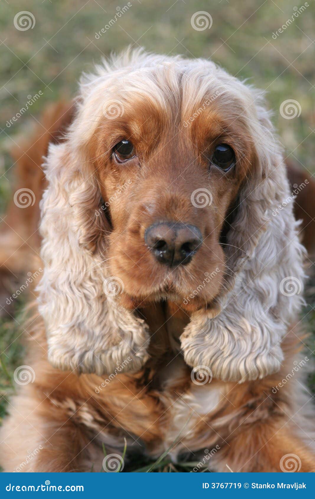Cocker spaniel stock image. Image of blonde, loyal, nose - 3767719