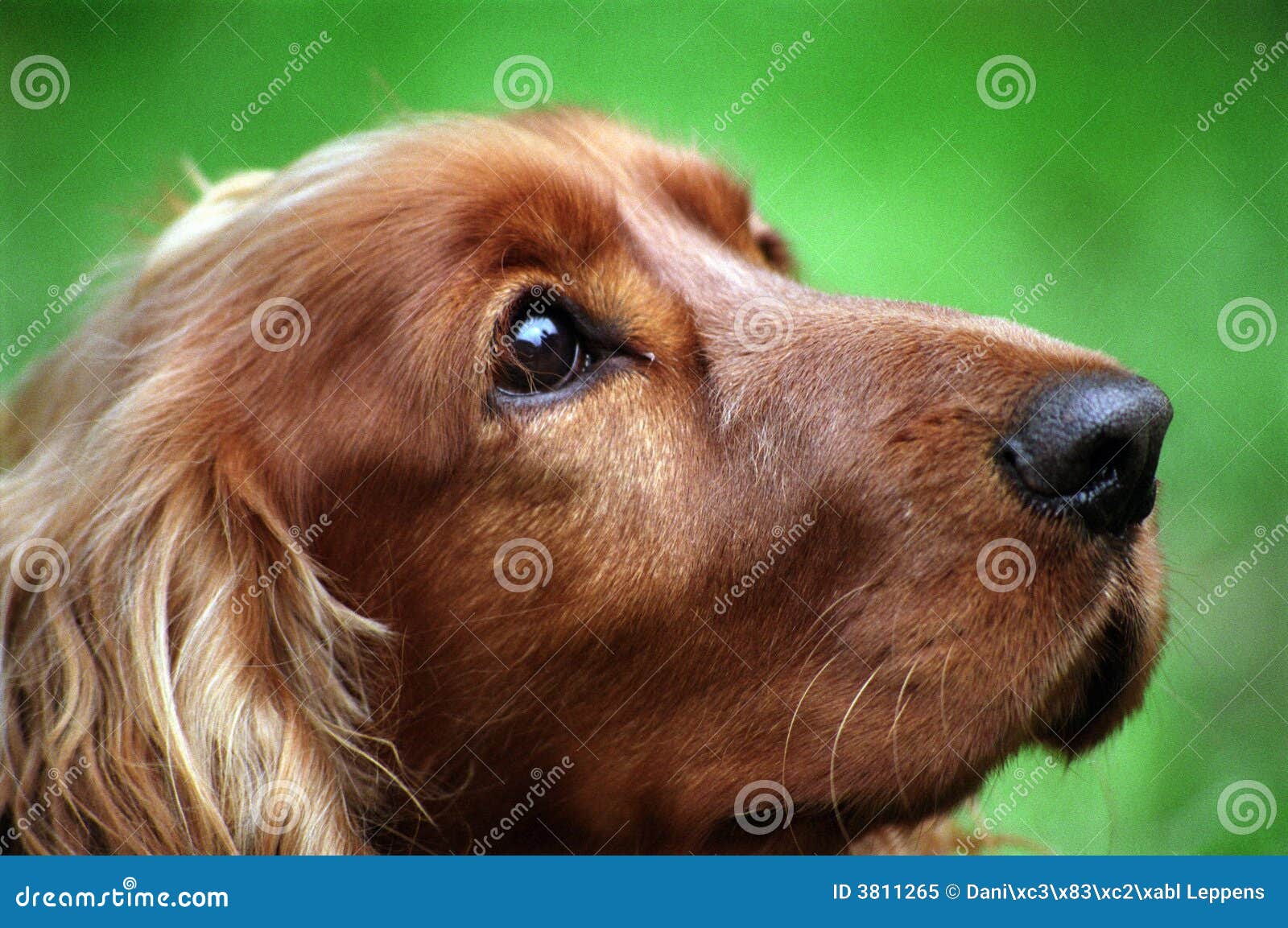 Cocker spaniel stock image. Image of smelling, animal - 3811265