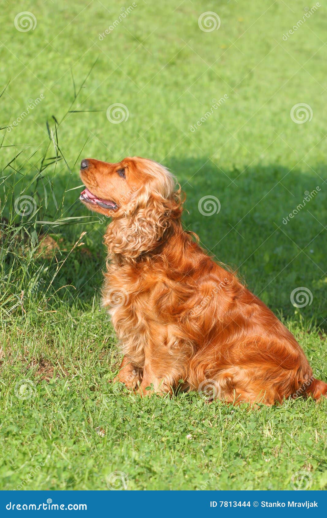 Cocker spaniel stock photo. Image of feet, look, grass - 7813444