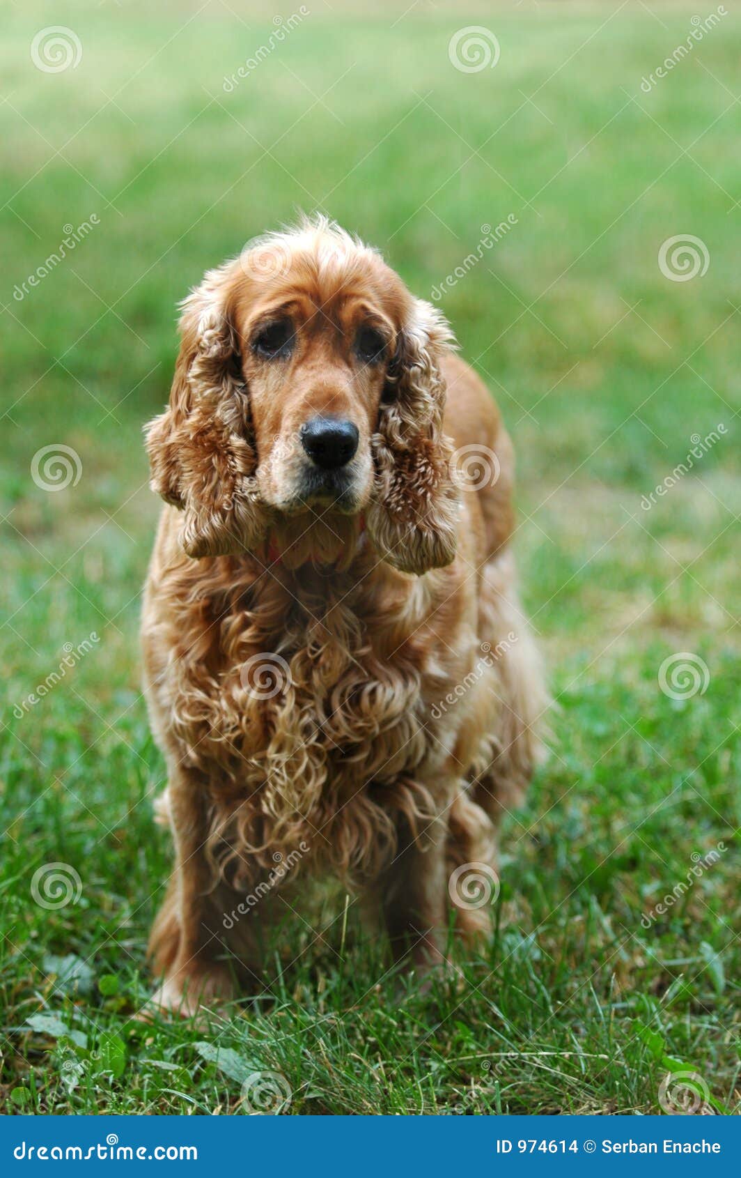 Cocker spaniel stock photo. Image of park, surprised, green - 974614