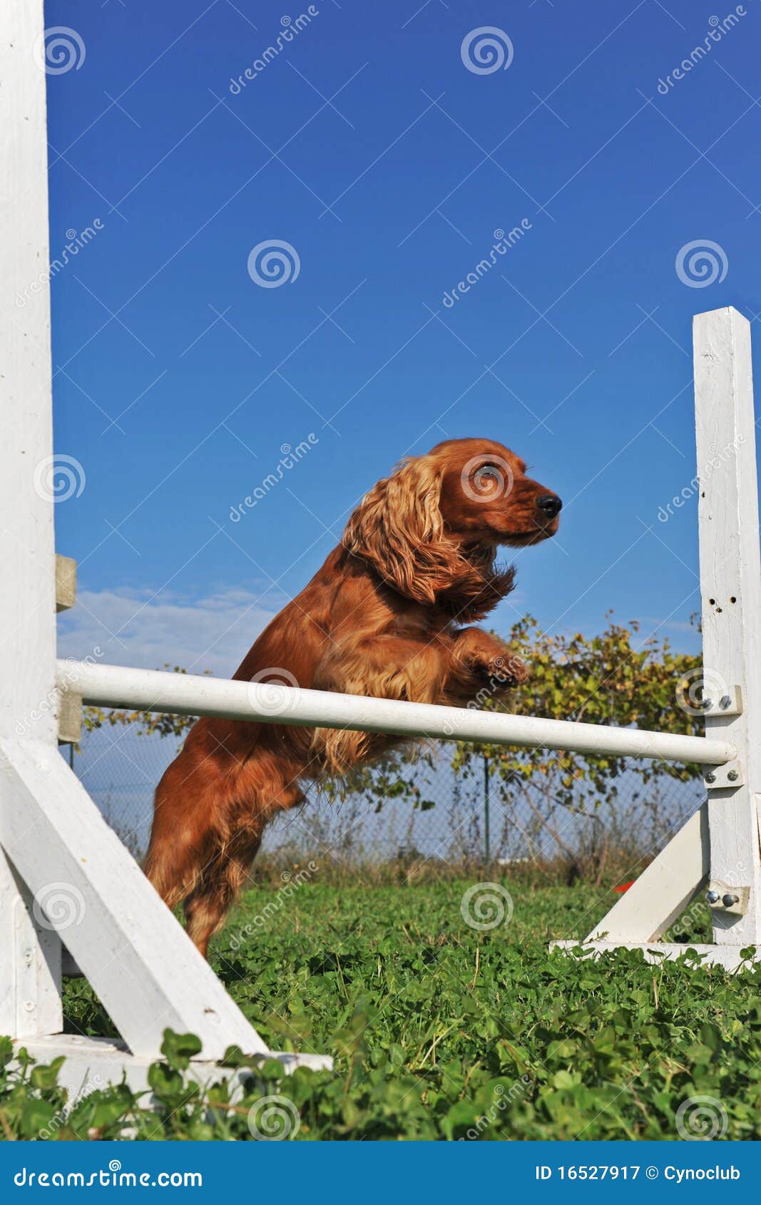 Cocker spaniel in agility stock image. Image of jumping - 16527917