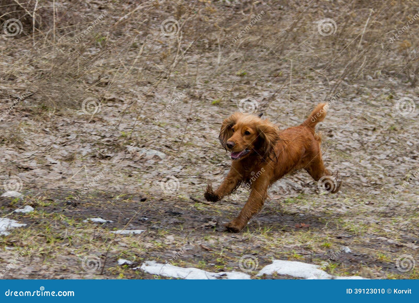 Cocker Spaniel stock photo. Image of pedigree, cocker - 39123010