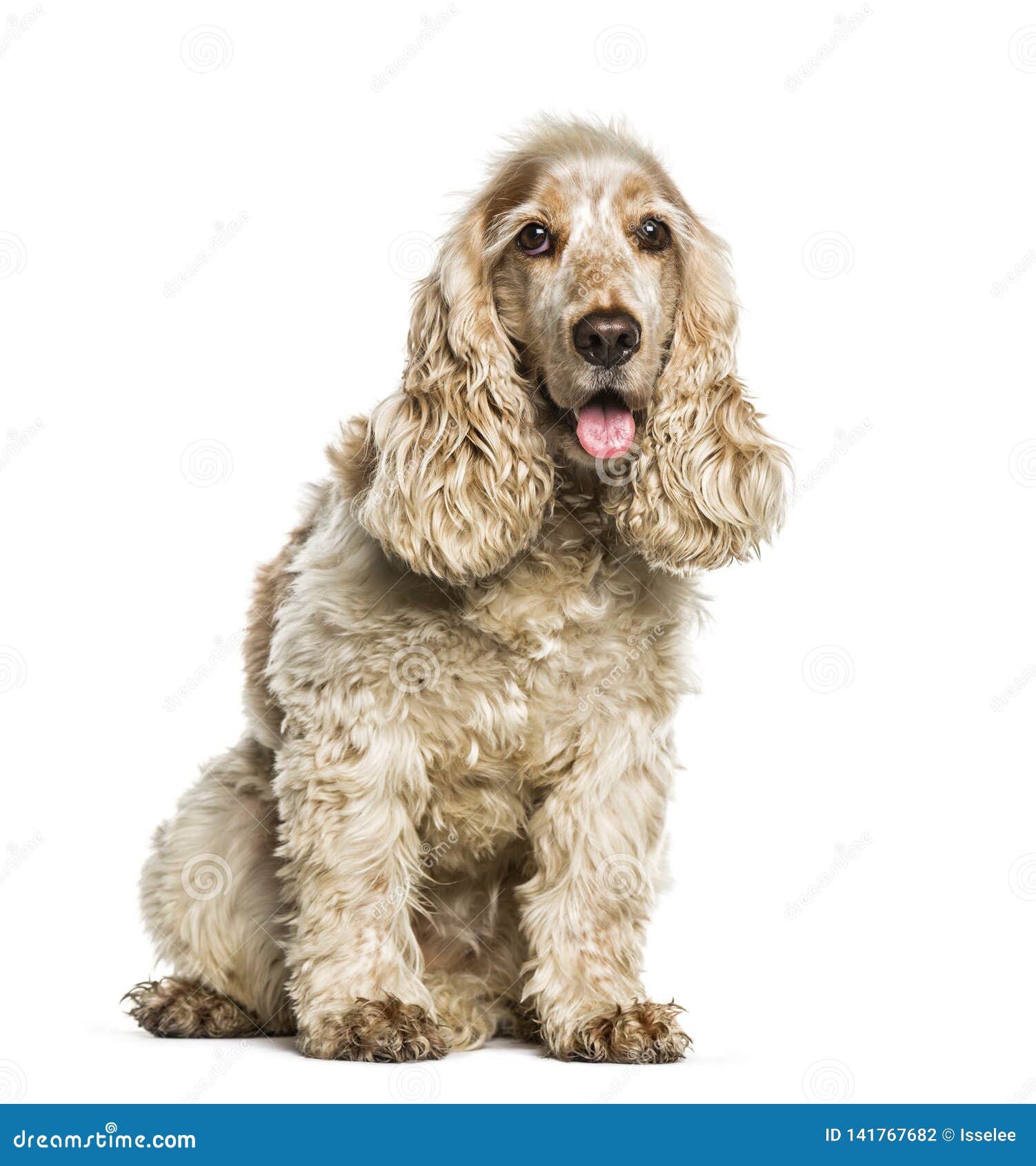 Cocker Spaniel Anglais Se Reposant Devant Le Fond Blanc Photo stock ...