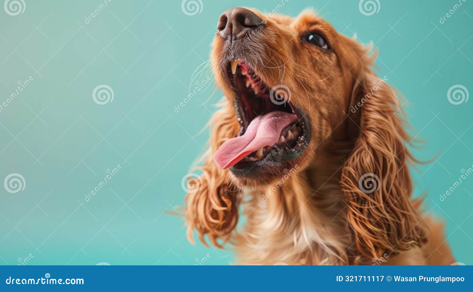 Cocker Spaniel, Angry Dog Baring Its Teeth, Studio Lighting Pastel ...