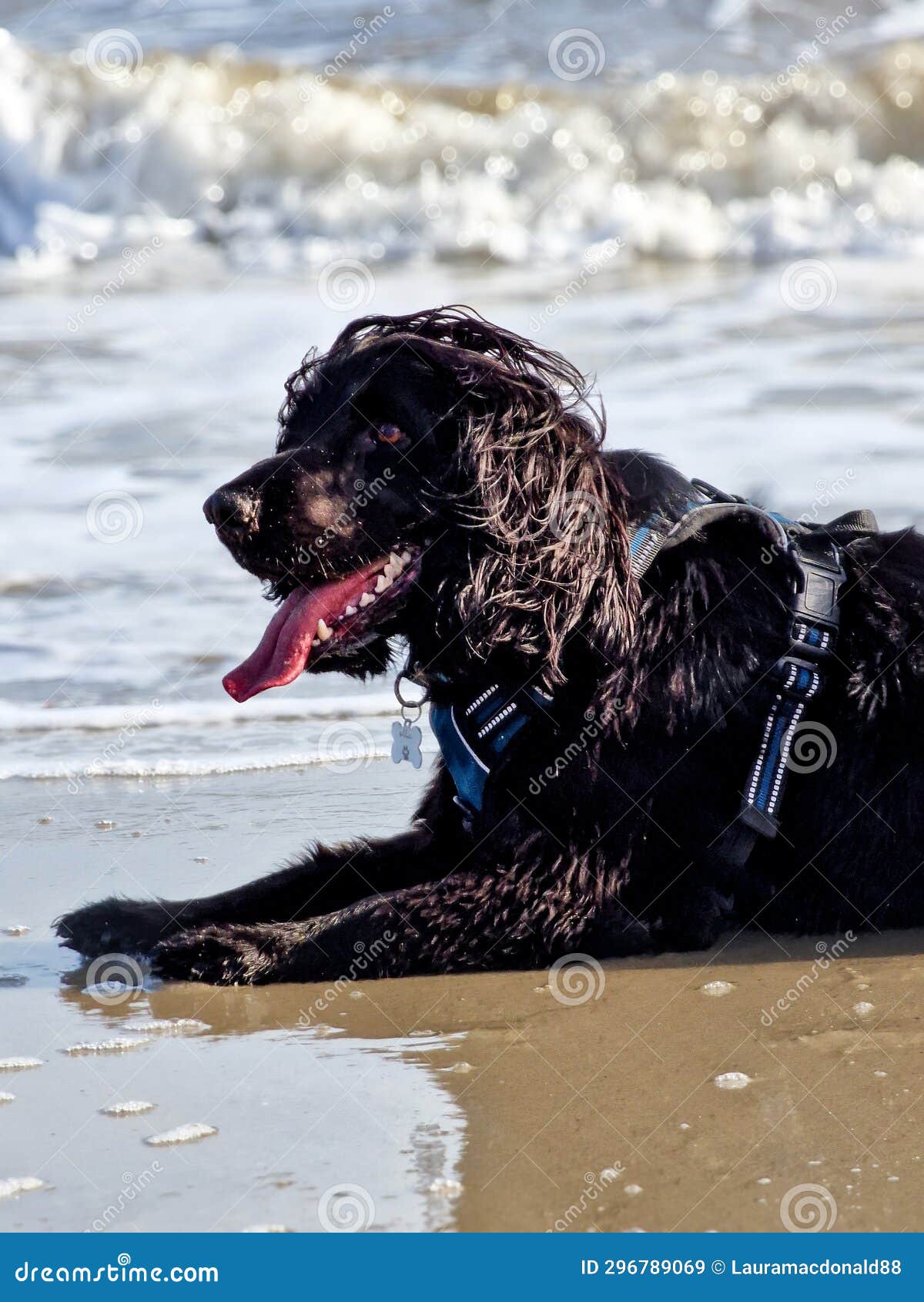 Cocker Spaniel at the Beach Stock Image - Image of white, winter: 296789069