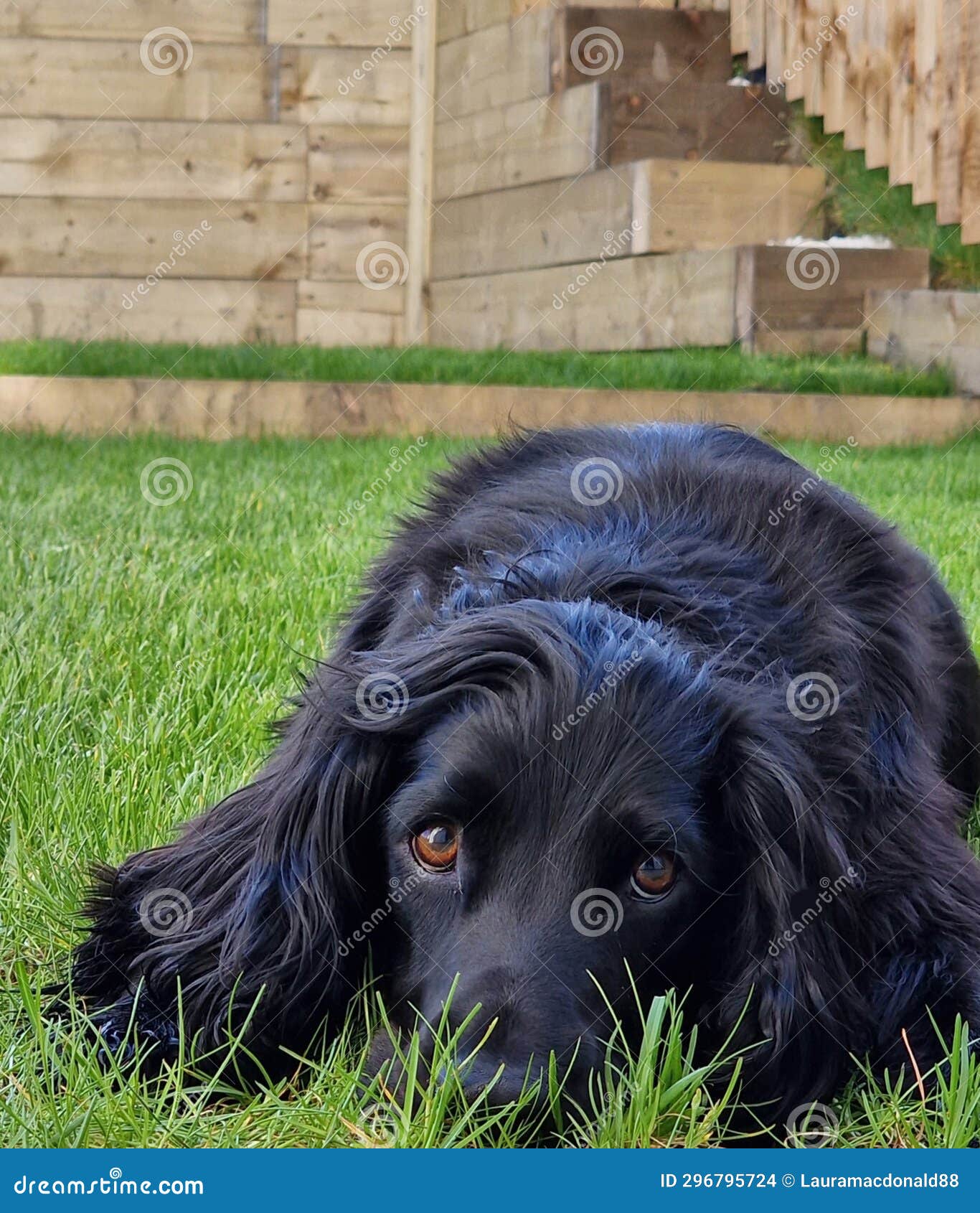 Cocker spaniel eyes stock photo. Image of brown, lawn - 296795724
