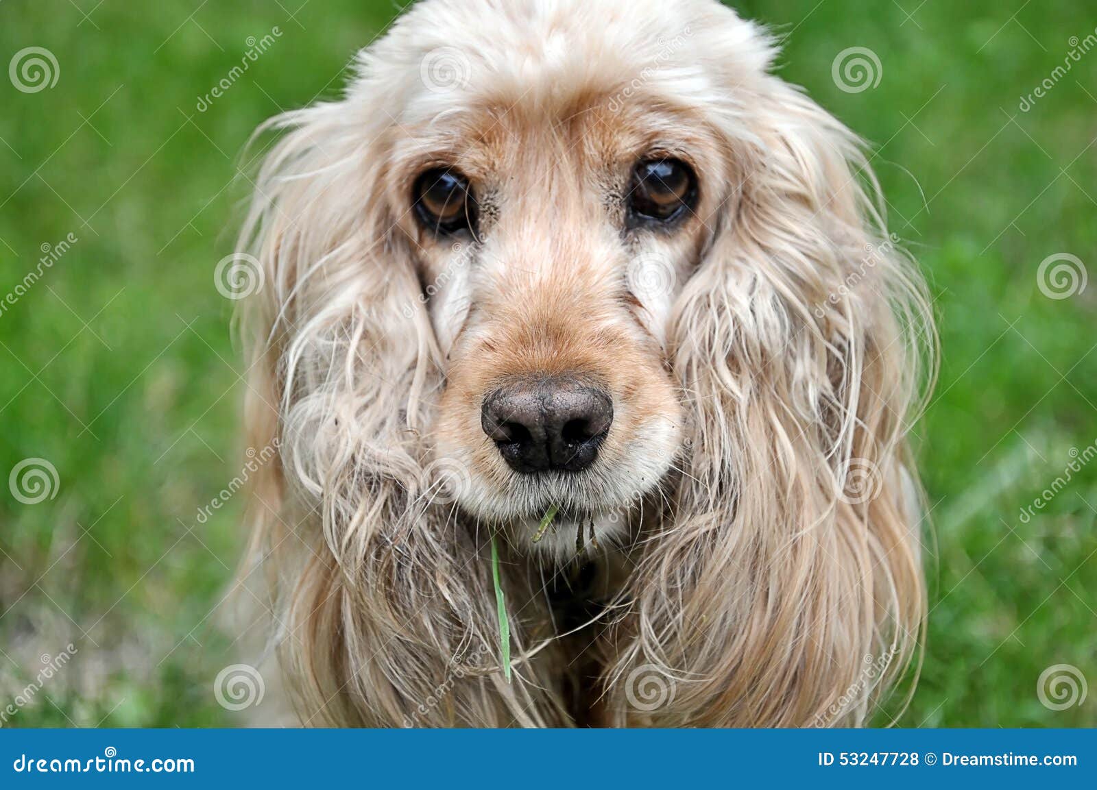Cocker spaniel beautiful stock photo. Image of beauty - 53247728