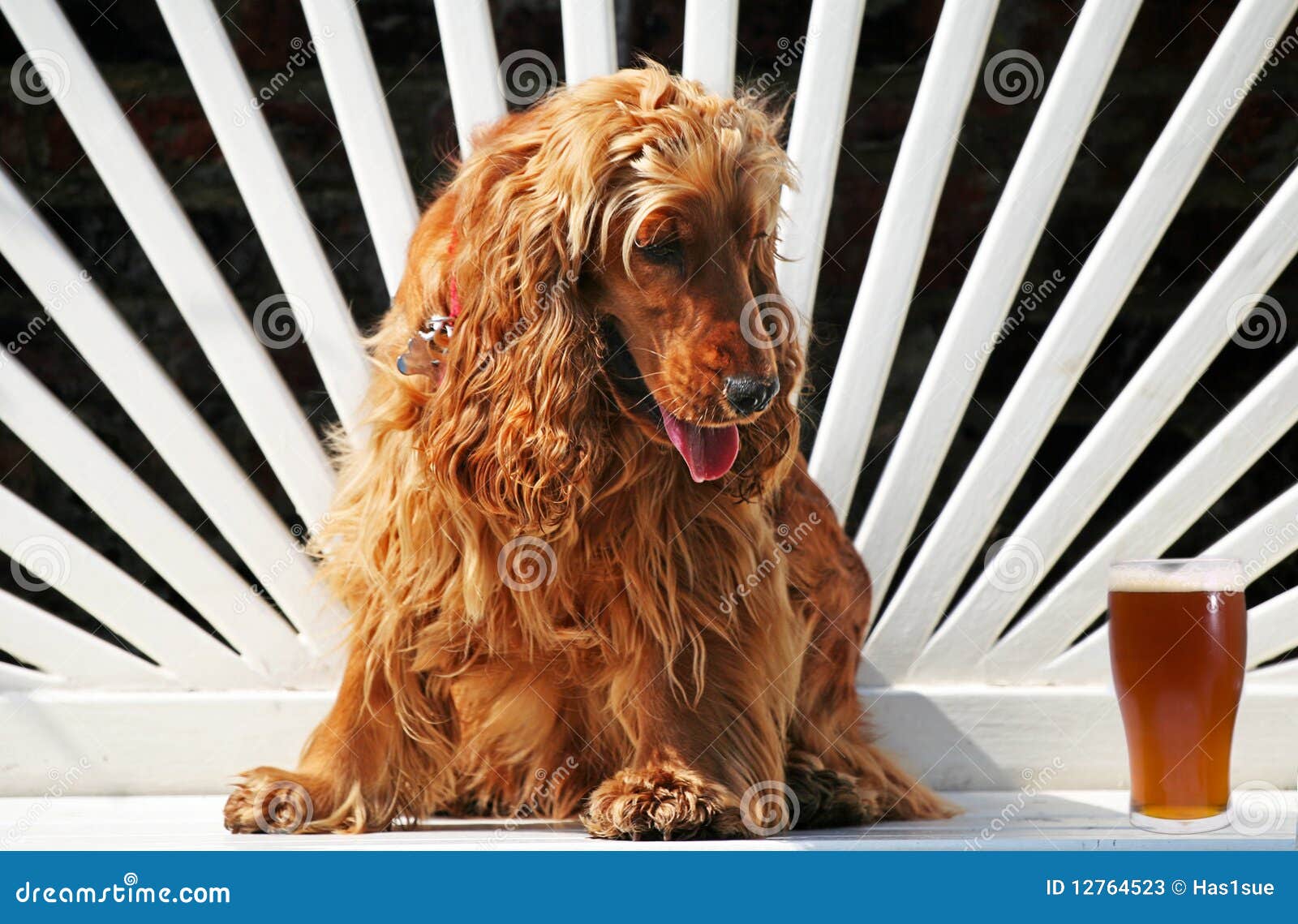 Cocker Spaniel and beer stock image. Image of cute, looking - 12764523