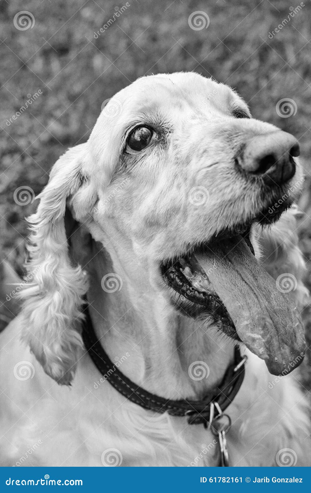 Cocker spaniel blanco imagen de archivo. Imagen de perro - 61782161
