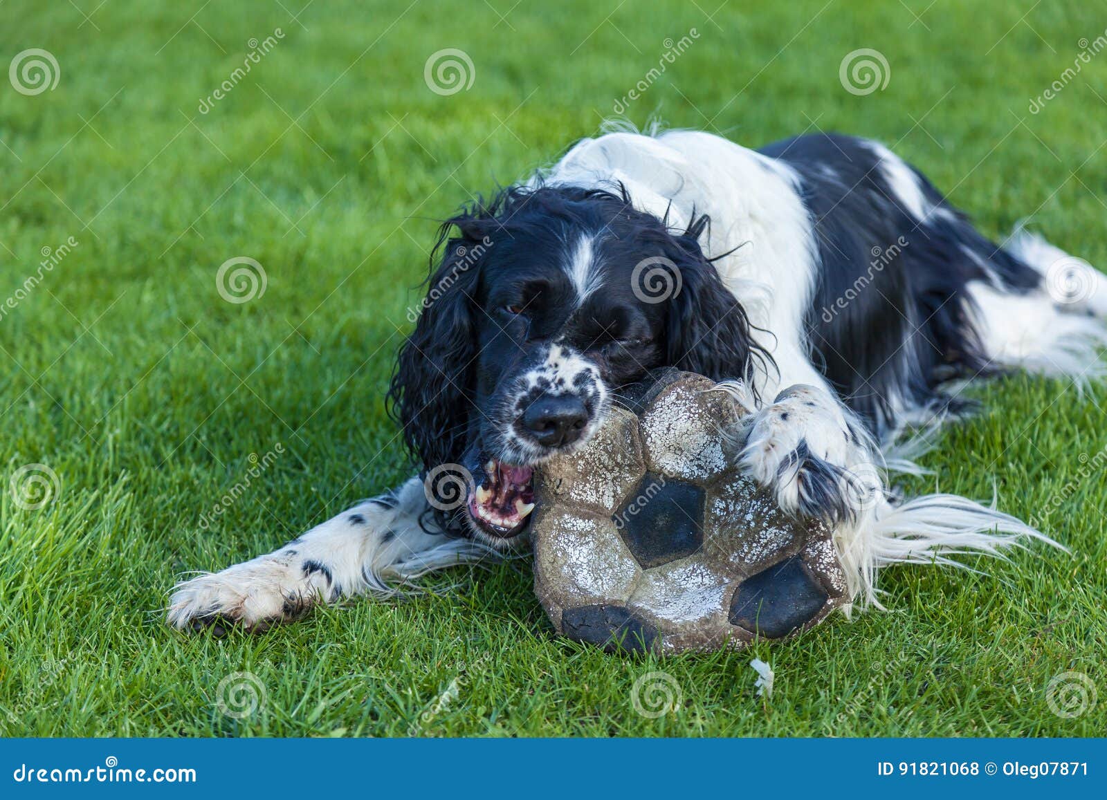 Cocker Spaniel Blanco Negro Foto de archivo - Imagen de activo, mirada ...