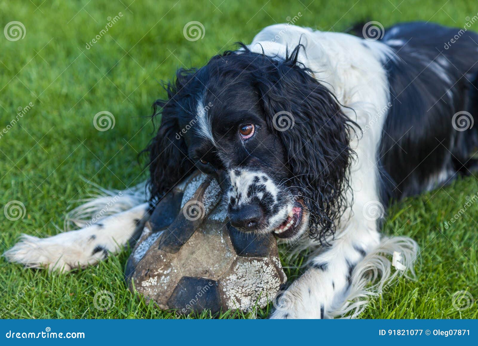 Cocker Spaniel Blanco Negro Imagen de archivo - Imagen de hermoso, caza ...