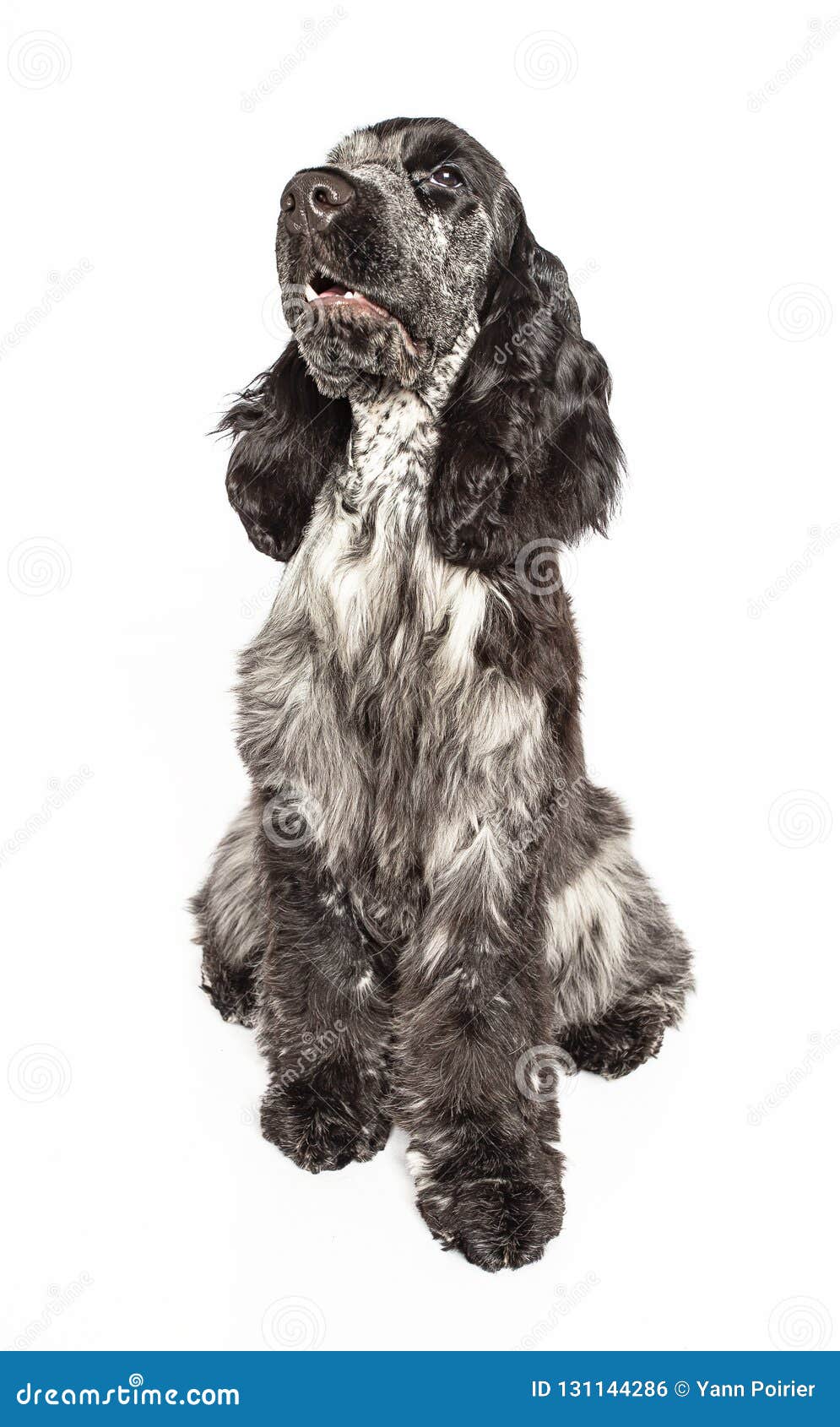 Cocker Spaniel Blanco Y Negro Foto de archivo - Imagen de inglés ...