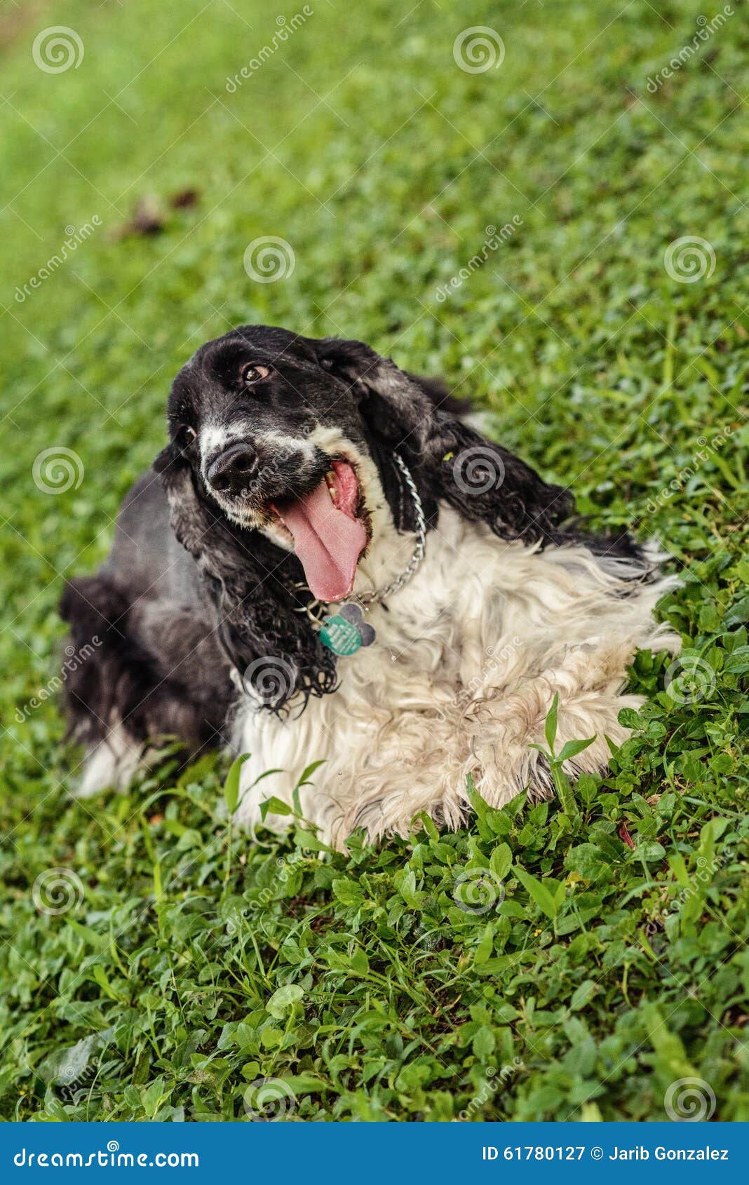Cocker Spaniel Blanco Y Negro Imagen de archivo - Imagen de rica ...