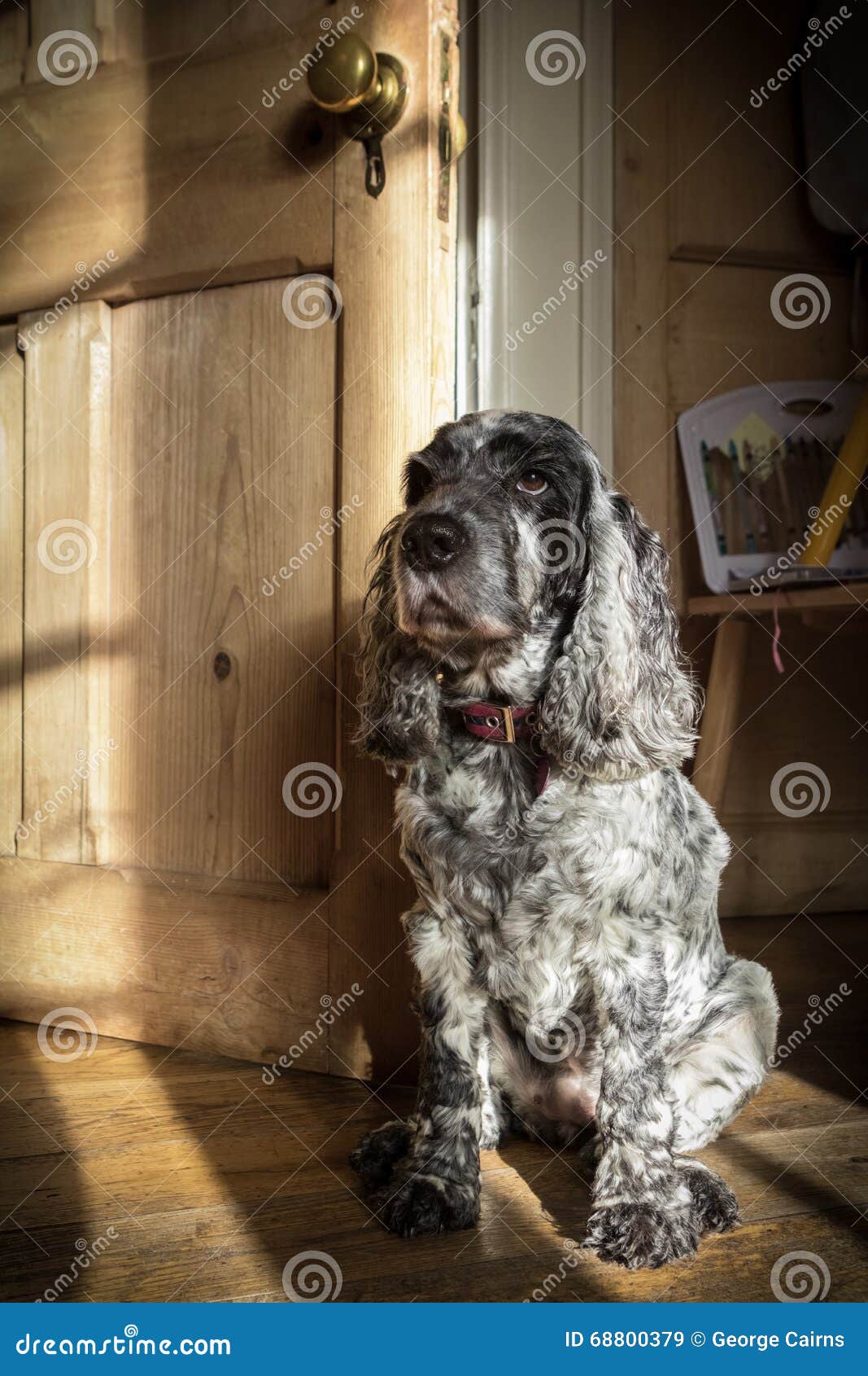 Cocker Spaniel stock image. Image of spaniel, blue, cocker - 68800379