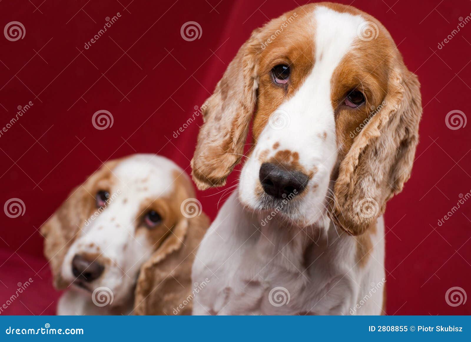 Cocker Spaniel Brothers. Picture Image: 2808855