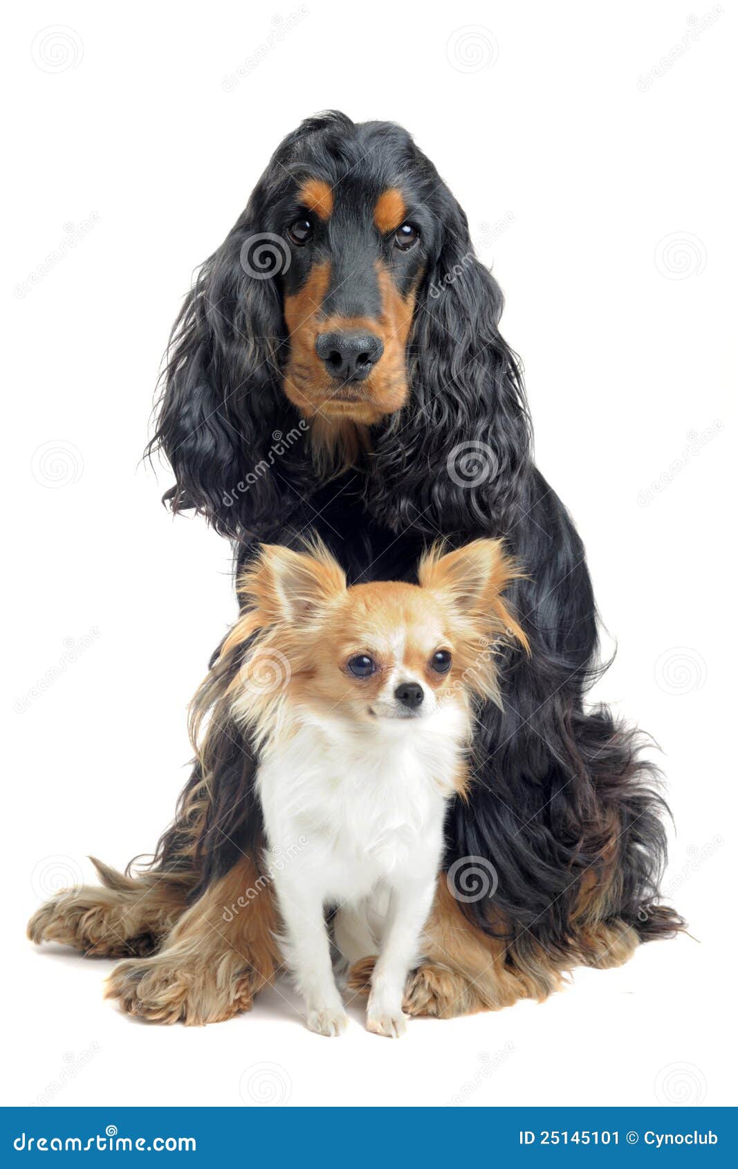 Cocker Spaniel and Chihuahua Stock Image - Image of looking, chihuahua ...