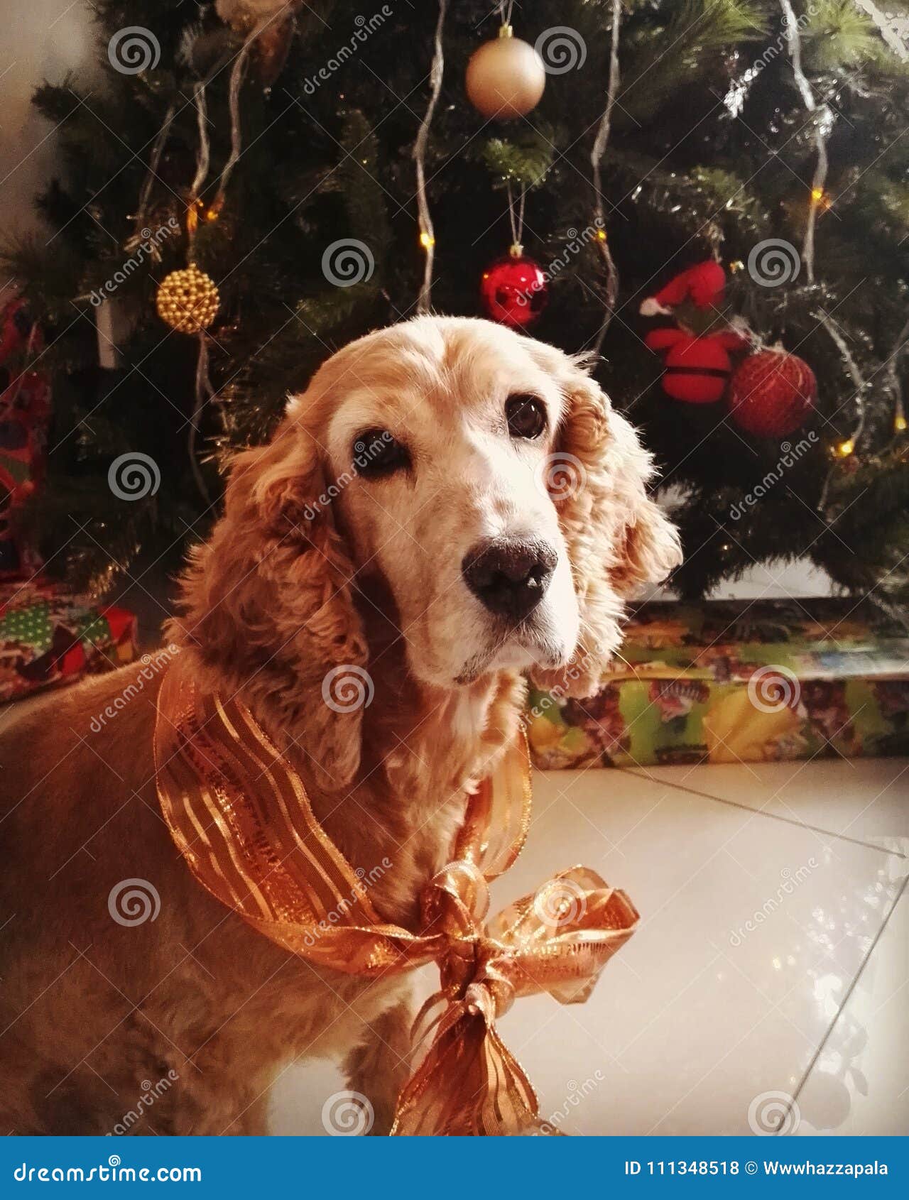 Cocker Spaniel on Christmas Stock Photo - Image of tree, front: 111348518