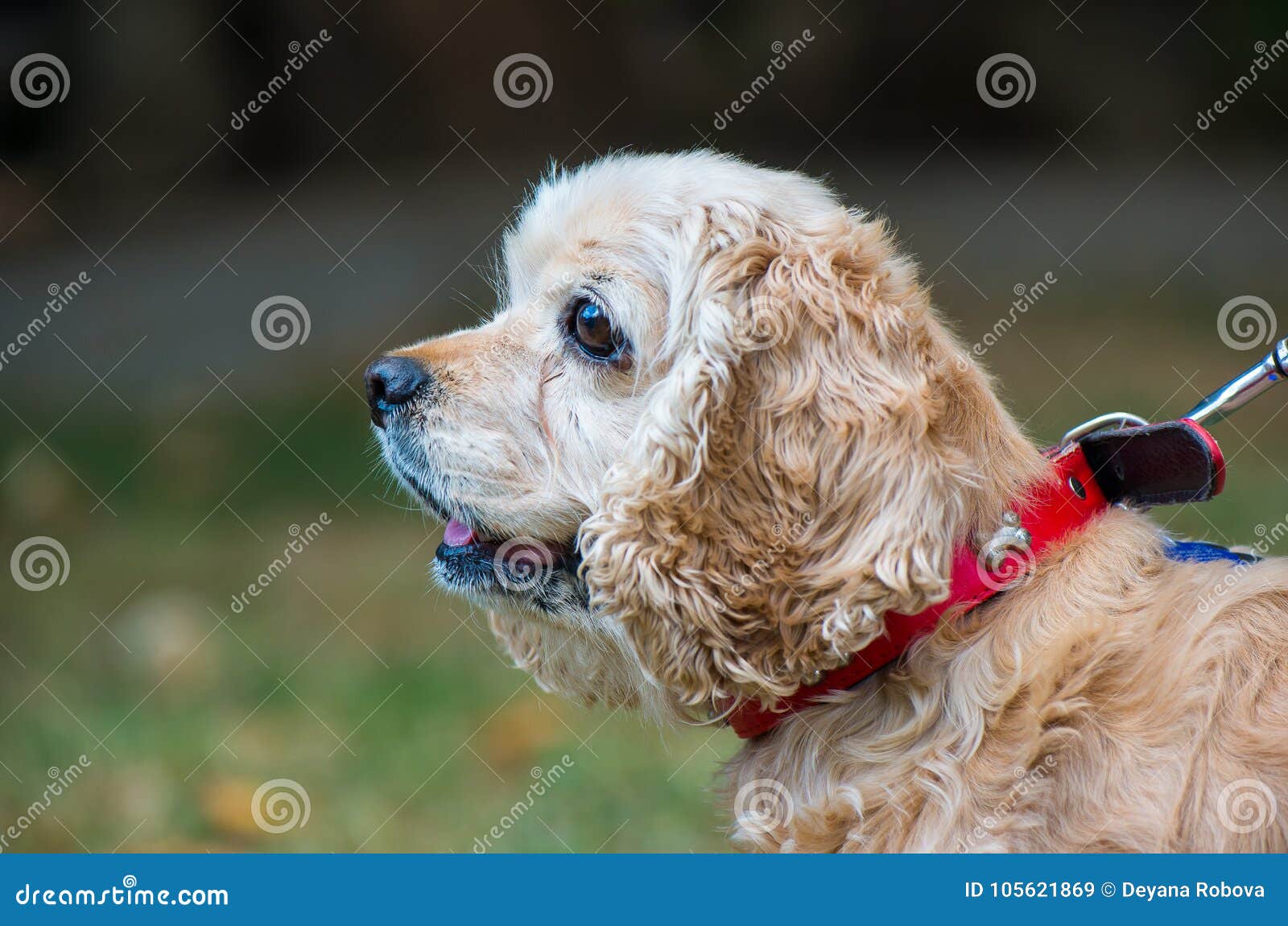 Cocker Spaniel close-up stock image. Image of american - 105621869