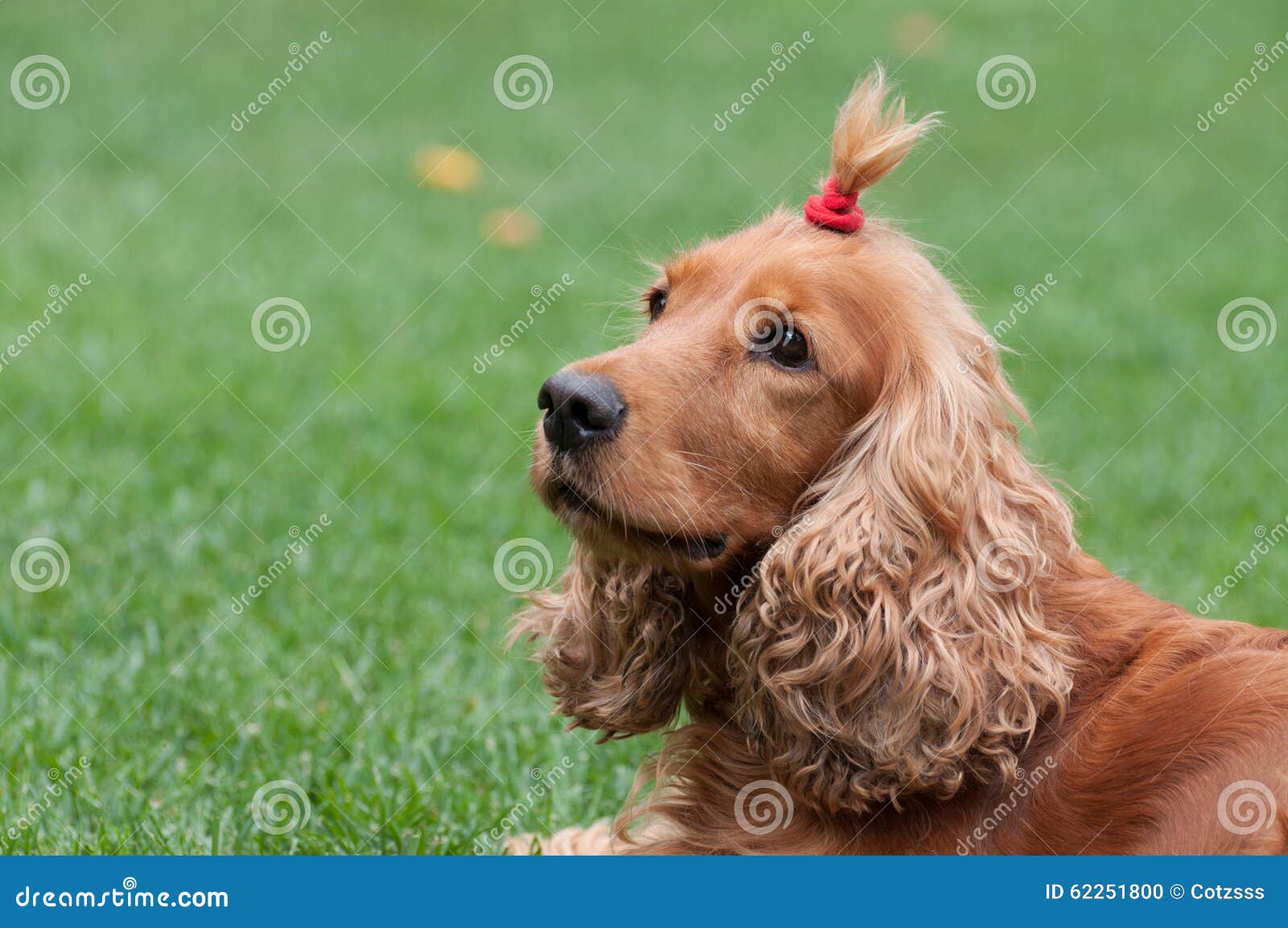 Cocker Spaniel Con El Corte De Pelo Divertido, Visión Horizontal Foto ...