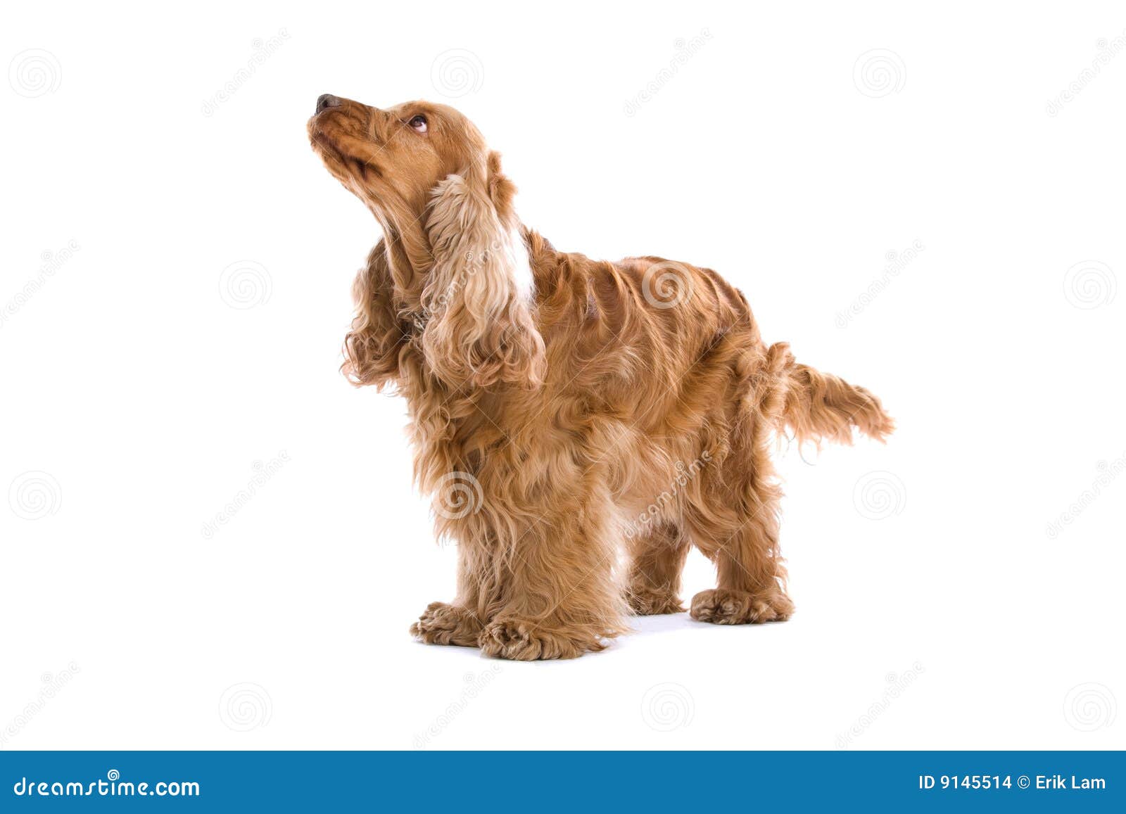 Cocker Spaniel dog stock photo. Image of haired, adorable - 9145514